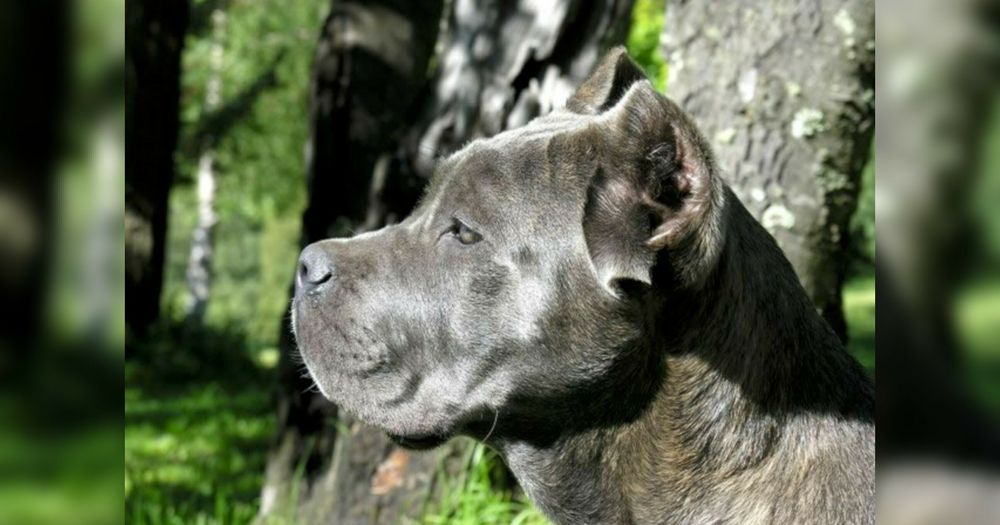 Hond die kind (6) twee keer beet mag niet meer terug naar baasje in ...