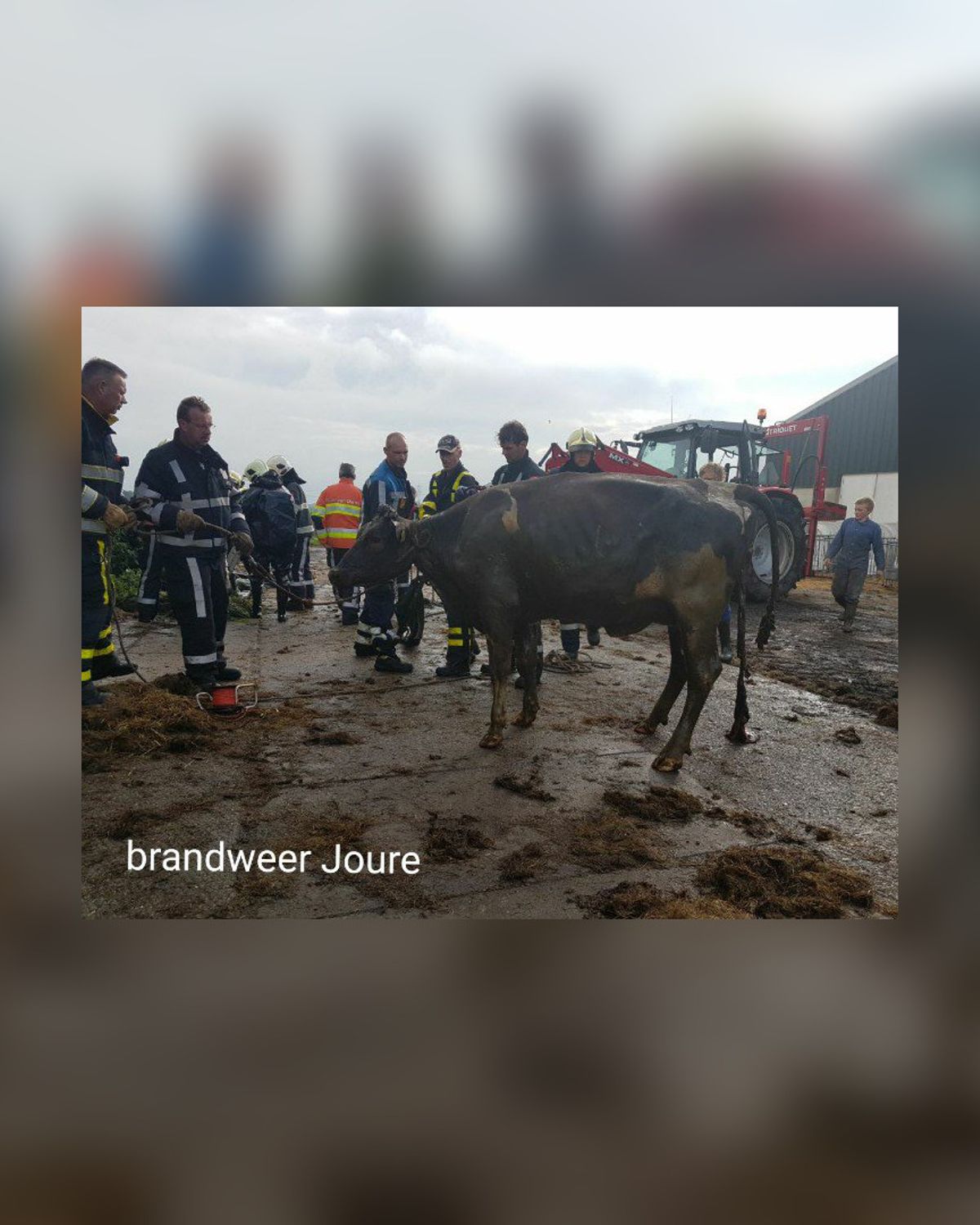 Brandweer Joure redt koe uit gierput - Omrop Fryslân