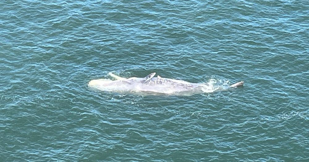 Dode potvis weer aangespoeld op kust Renesse - Omroep Zeeland