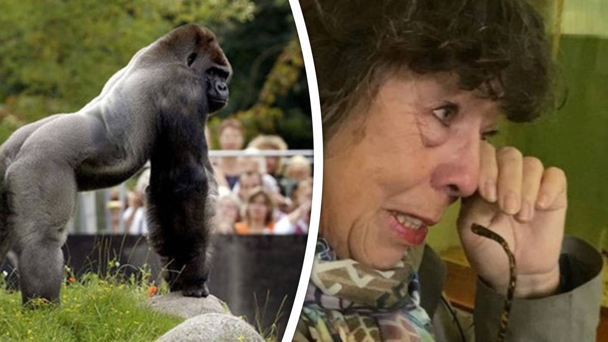 Gorilla's weg uit Diergaarde Blijdorp in Rotterdam, deze fans gaan ze enorm missen - Rijnmond