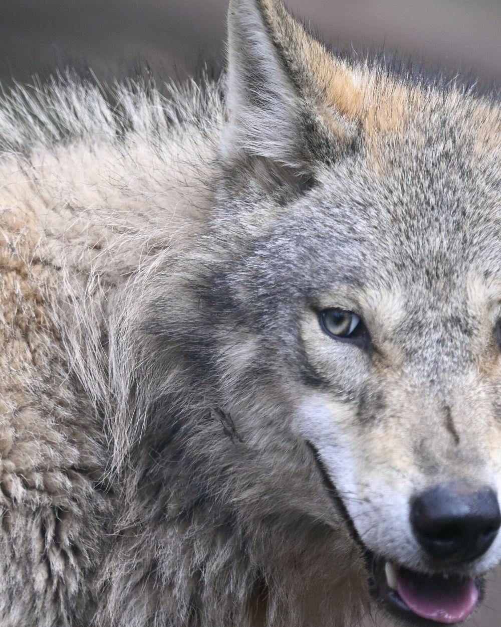 Dode wolf gevonden in omgeving van Nationaal Park Dwingelderveld - RTV ...