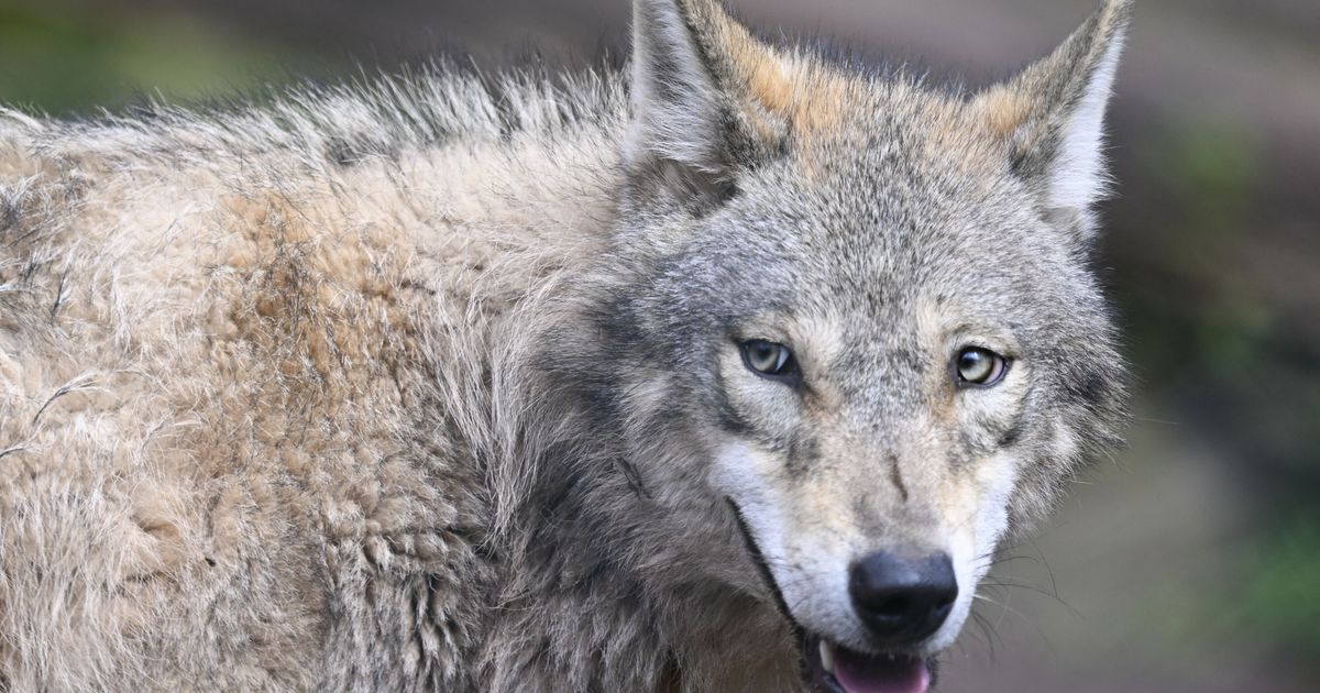 Dode wolf gevonden in omgeving van Nationaal Park Dwingelderveld - RTV ...