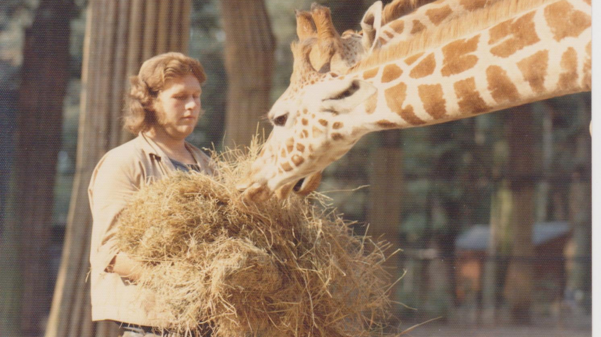 Veertig jaar geleden sloot Dierenpark Wassenaar, Rob bleef tot de ...