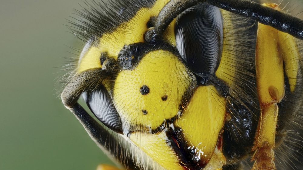 Wat te doen bij een insectenbeet? - L1