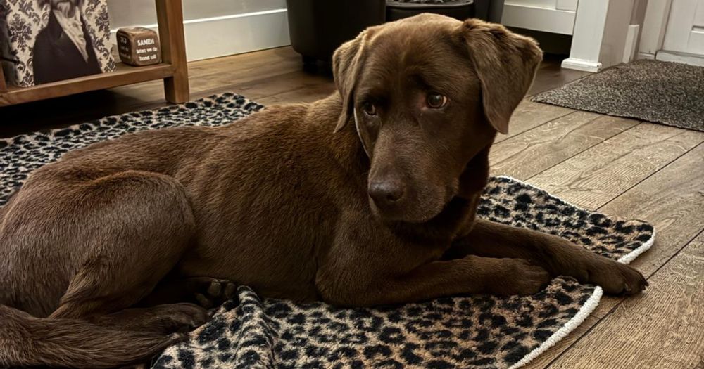 Duitse labrador Shadow na 1,5 maand sterk vermagerd gevonden - RTV Utrecht
