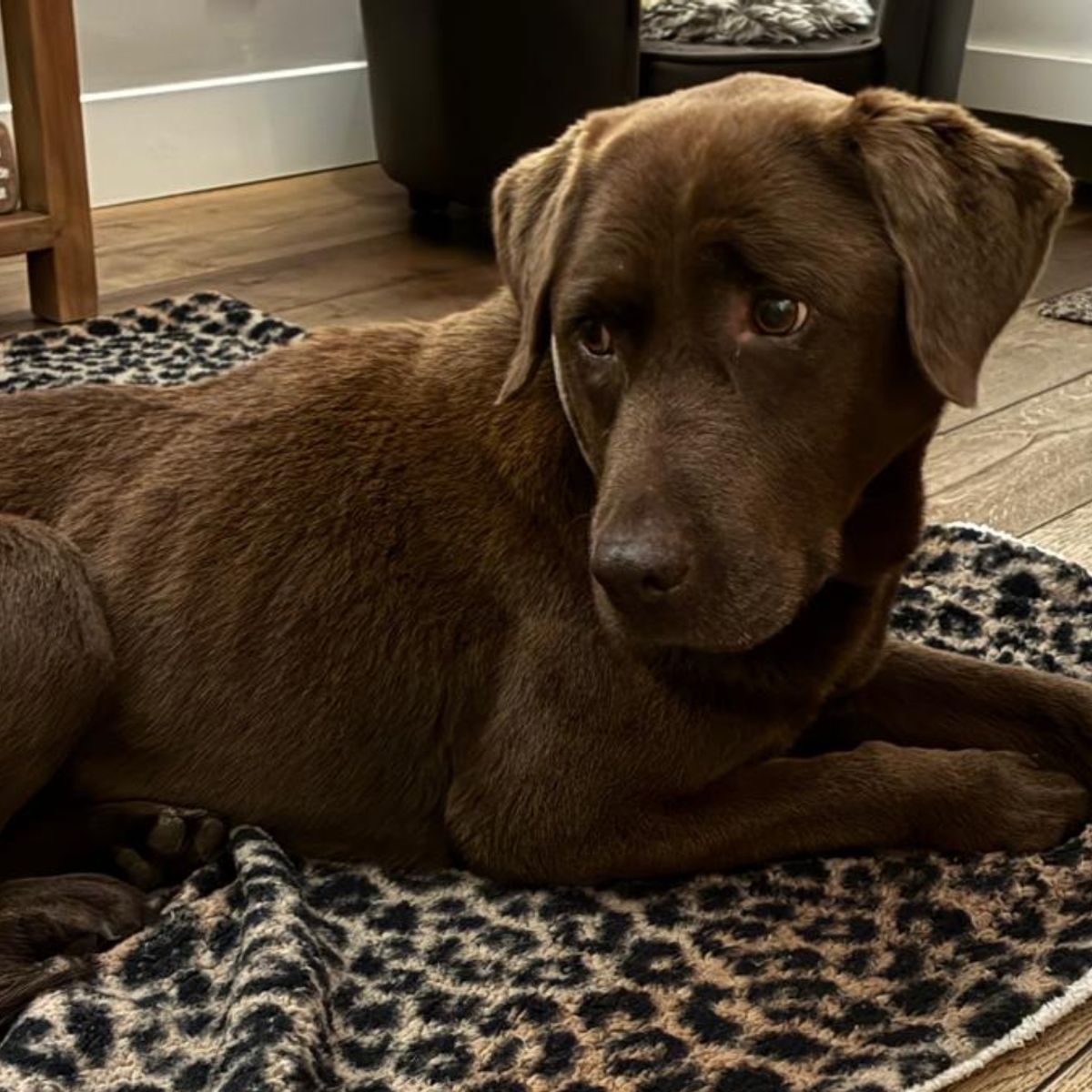 Duitse labrador Shadow na 1,5 maand sterk vermagerd gevonden - RTV Utrecht