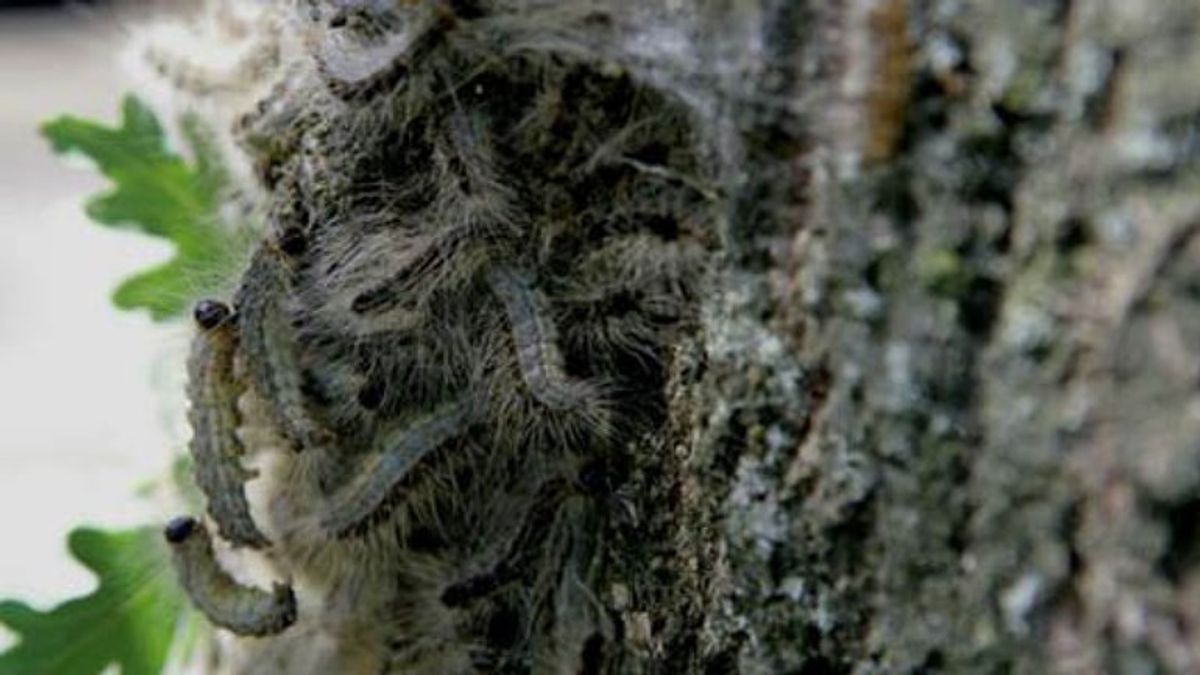 Veel eikenprocessierupsen verwacht - Omroep Gelderland