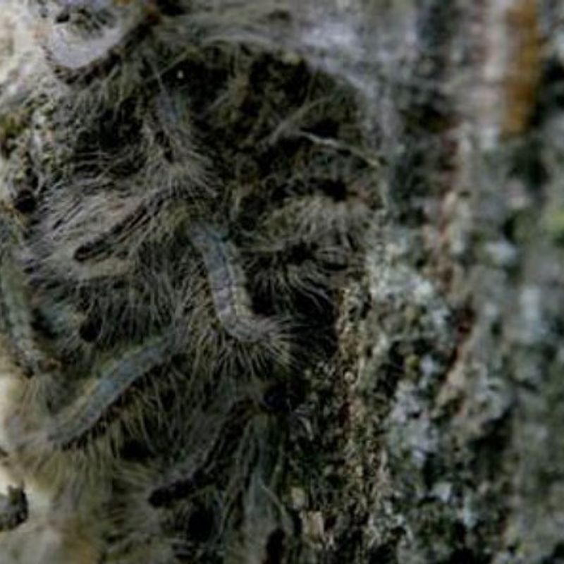 Veel eikenprocessierupsen verwacht - Omroep Gelderland