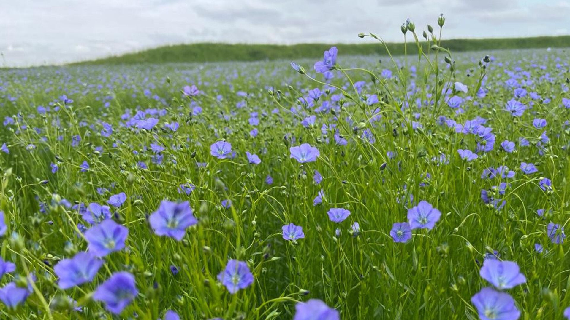 'Als het waait, lijkt het net een golvende zee', vlas op sommige ...