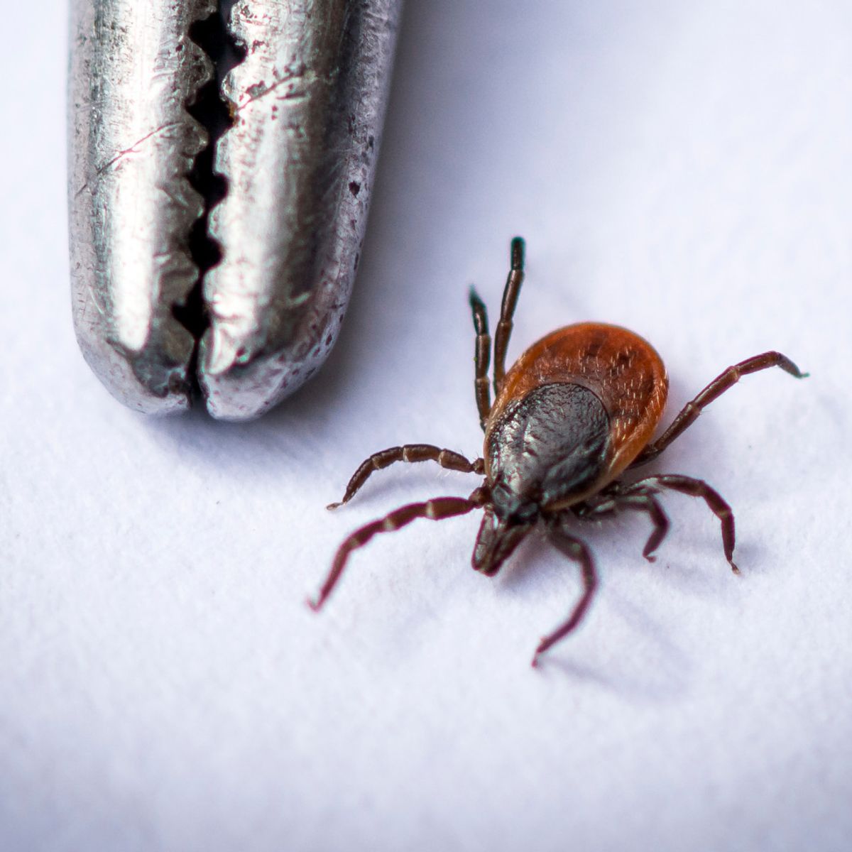 Hoe herken je de ziekte van Lyme? 'Wacht niet tot je bij de huisarts ...