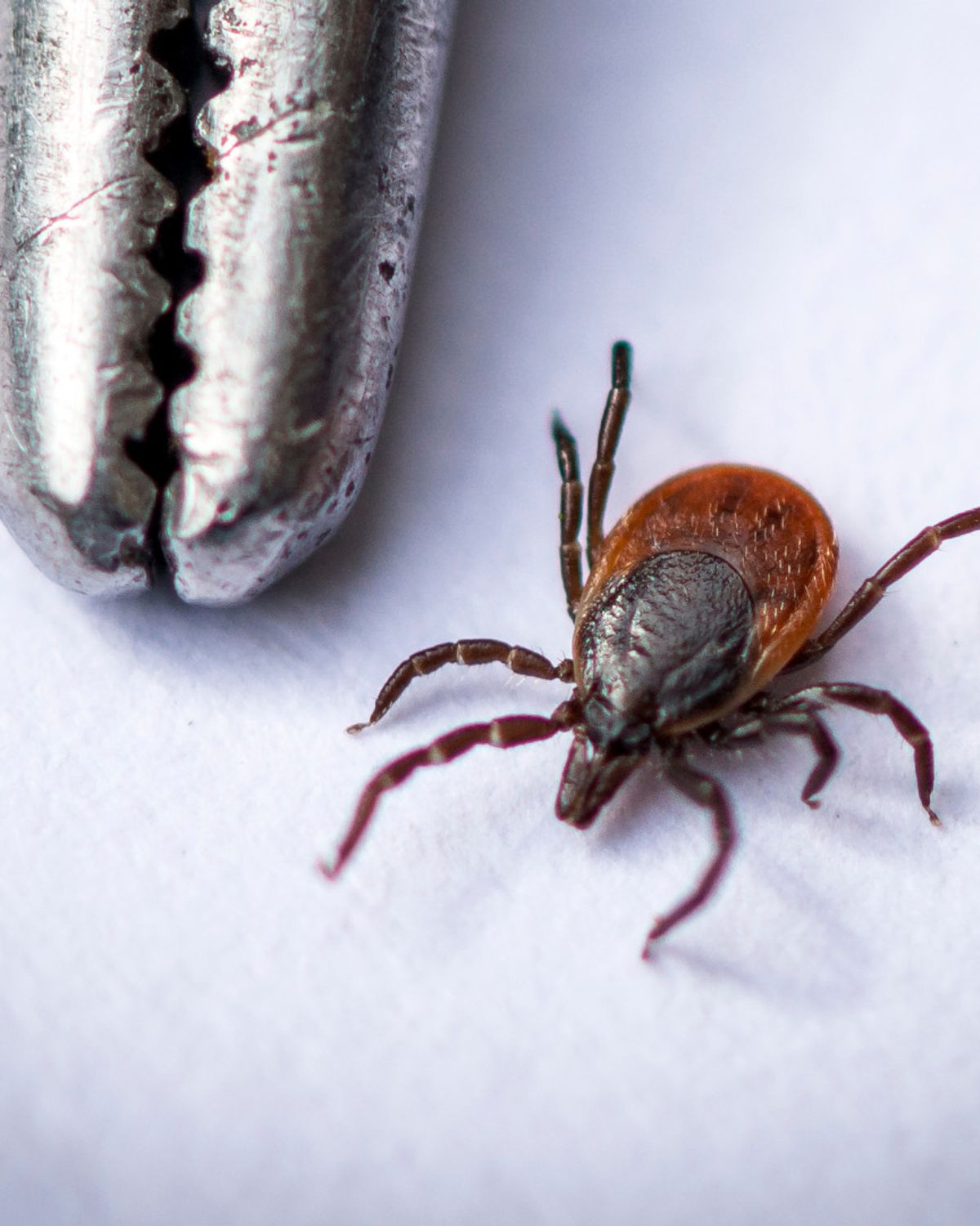 Hoe herken je de ziekte van Lyme? 'Wacht niet tot je bij de huisarts ...