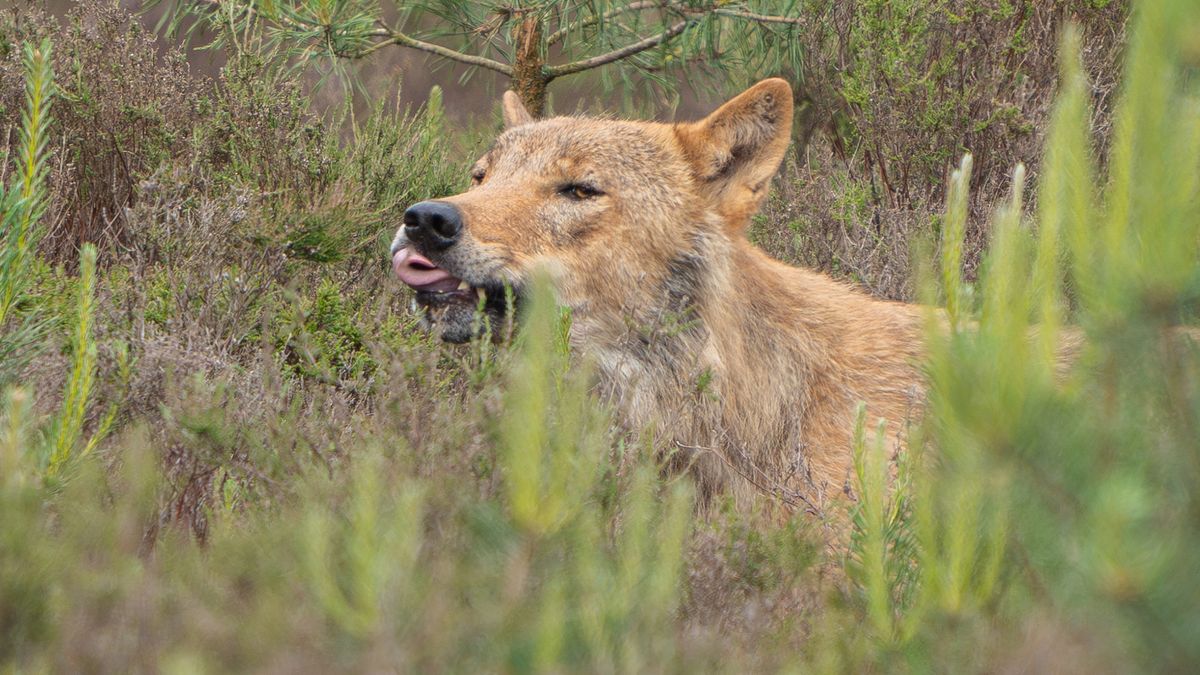 Vader gebeten jongen over doodgeschoten wolf: ‘Champagne blijft dicht' - RTV Utrecht