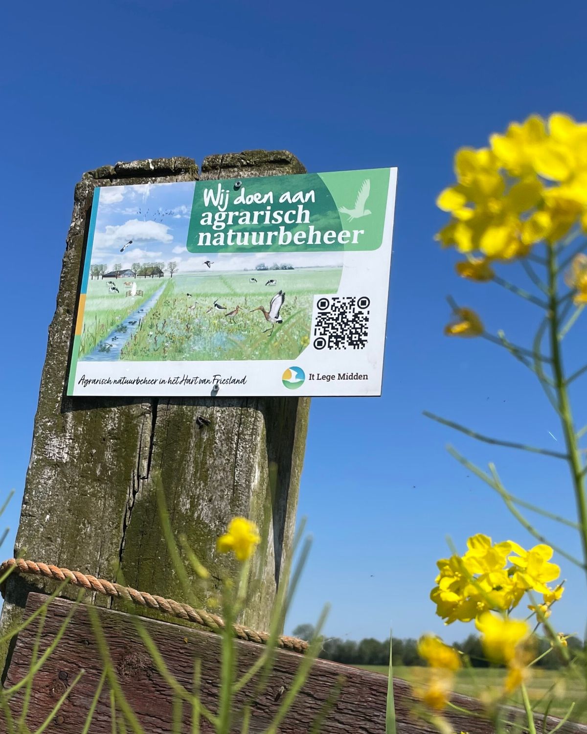 Mear agrarysk natuerbehear nedich om greidefûgels te beskermjen: "Is in ...