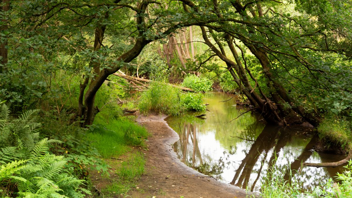 Ecologische Autoriteit: ook natuur Leudal in gevaar - L1 Nieuws Ecologische Autoriteit: ook natuur Leudal in gevaar - L1 Nieuws