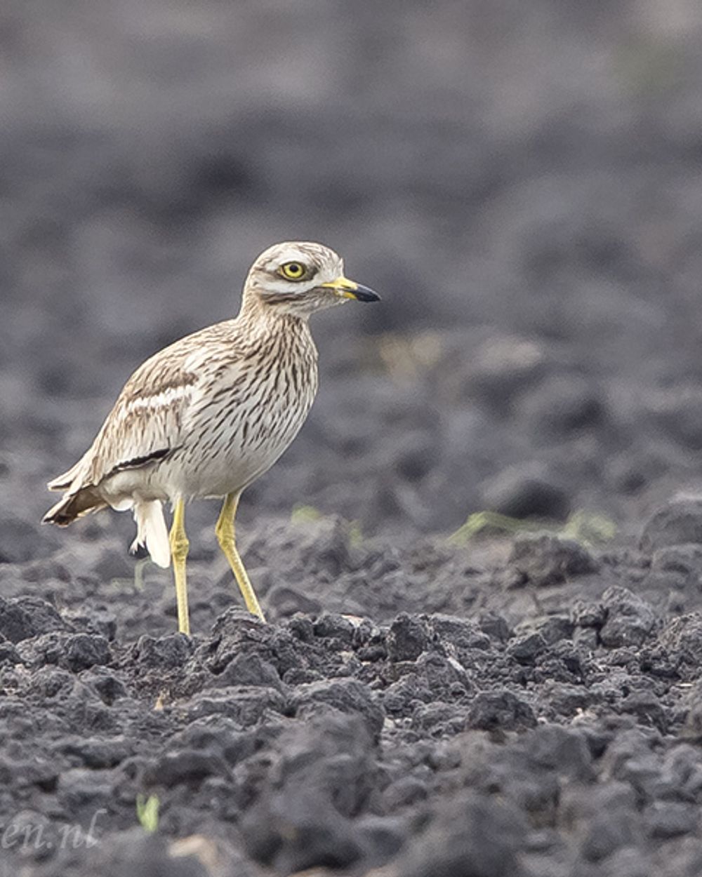 Zeldzame griel strijkt neer in natuurgebied Hunzedal - RTV Drenthe