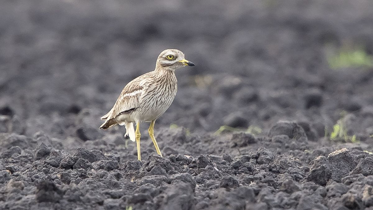 Zeldzame griel strijkt neer in natuurgebied Hunzedal - RTV Drenthe