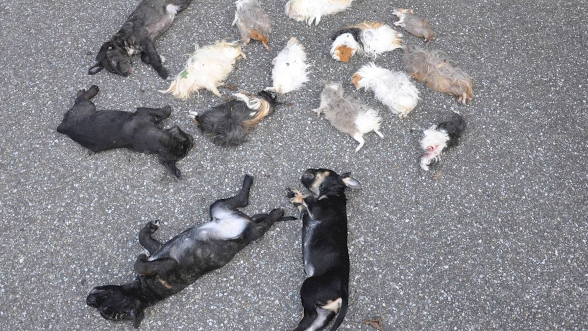 Kinderen vinden dode puppy's en cavia's - Oost