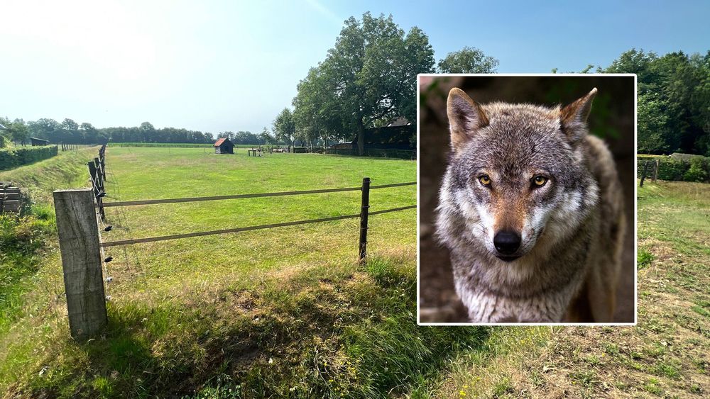 Wolf doodgeschoten na bijtincident met schapenboer Wapse - RTV Drenthe