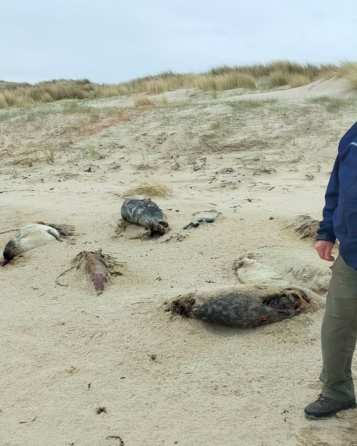 Kadavers op het strand trekken twaalf verschillende diersoorten aan en ...