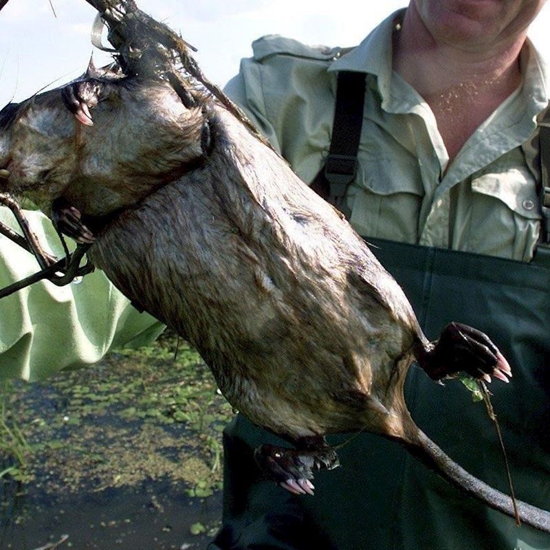 'Muskusrat moet op menukaart van restaurants in Kop van Overijssel' - Oost