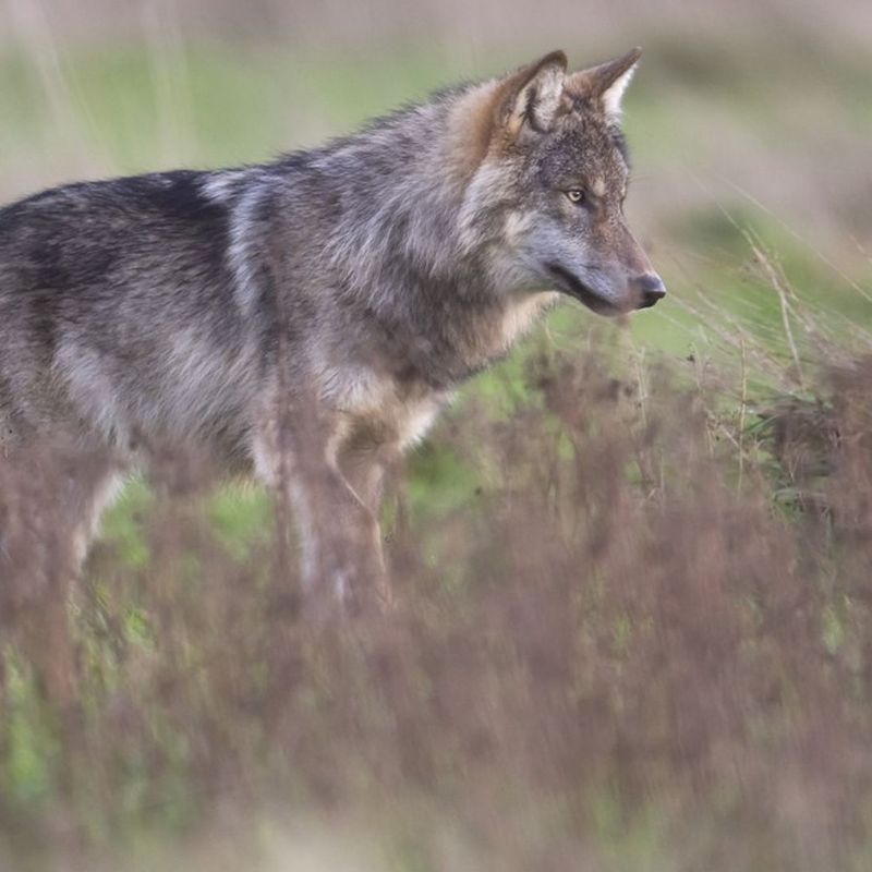 Overijssel opent 'jacht' op de wolf, Faunabescherming uit felle kritiek ...