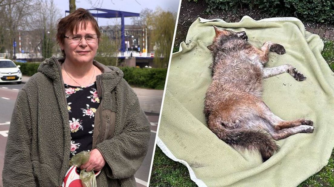 Bizar Mevrouw De Wolf De Wolff Staat Oog In Oog Met Een Wolf