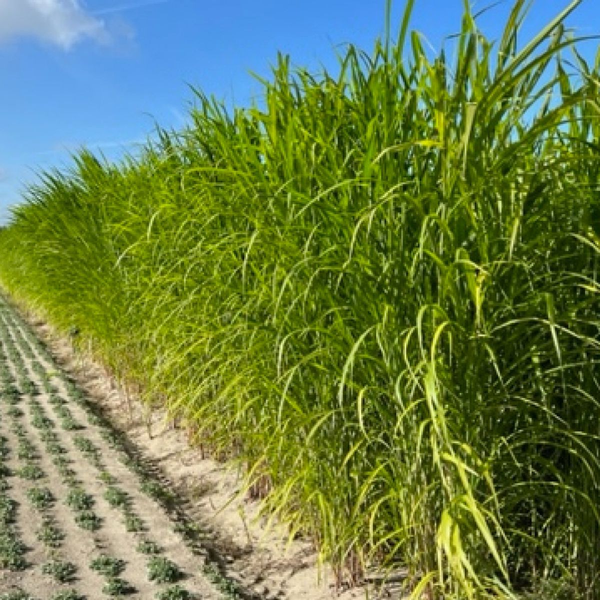 Wonderplant mammoetgras vreet stikstof: 'Nederland kan van het slot af ...