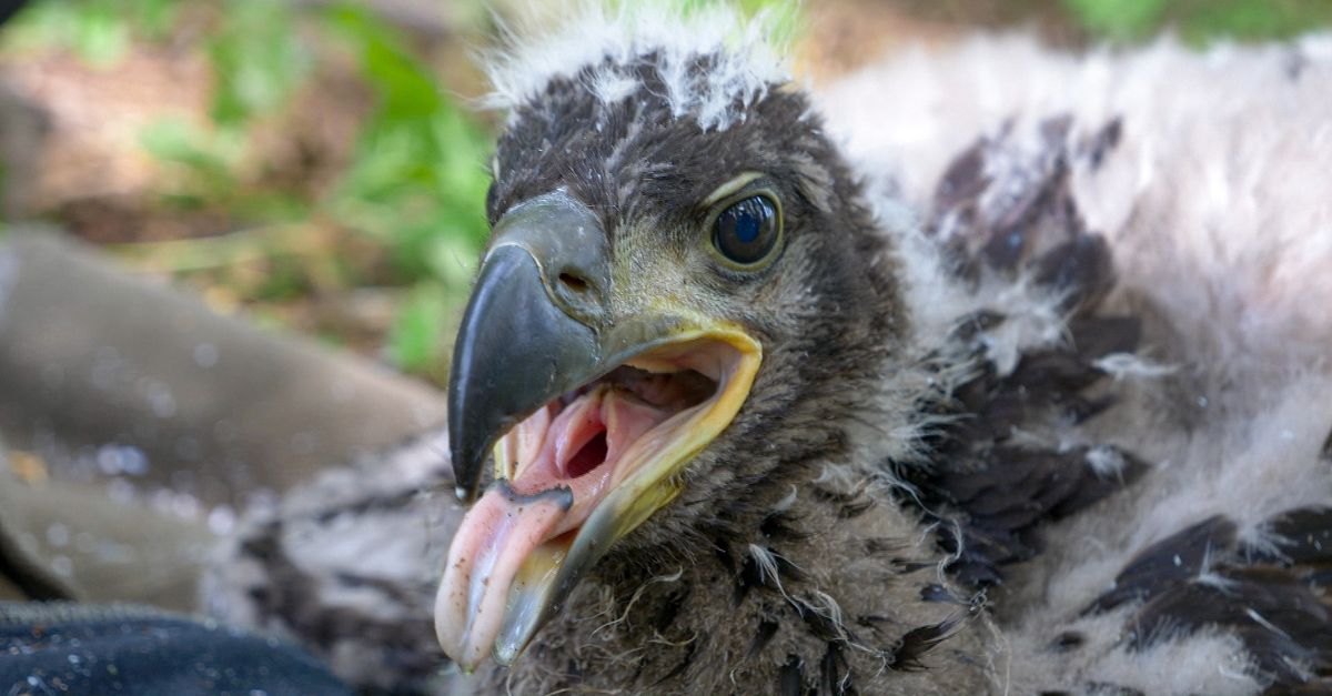 Bijzonder kijkje in zeearendnest: jongen van grootste roofvogel geringd ...