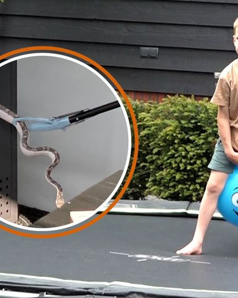 Mees (7) zag geen 'slak', wel een bijtende slang van 2 meter - Omroep ...