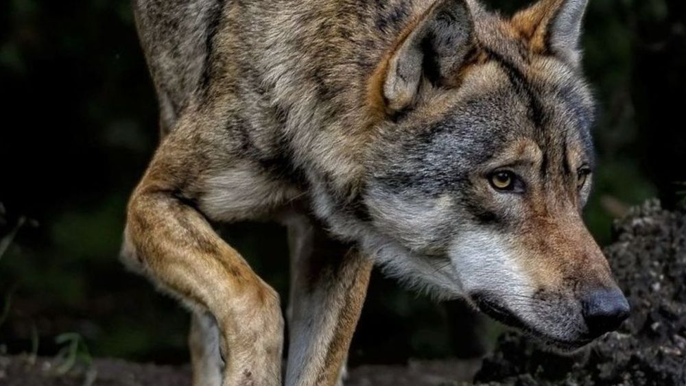 ‘Wolf Hoge Veluwe vertoont al langer afwijkend gedrag’ - Omroep Gelderland