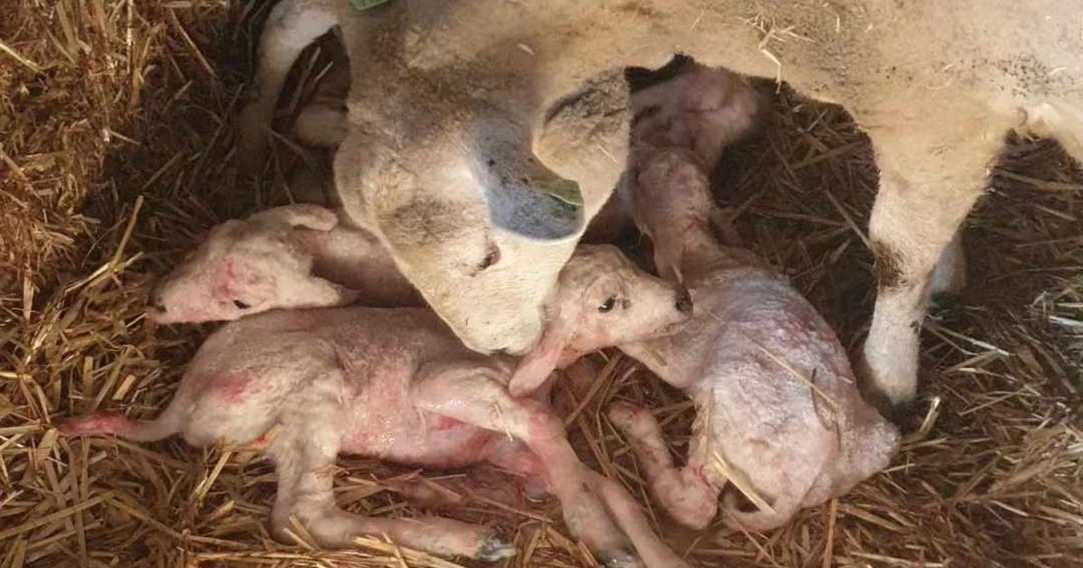 Margré staat versteld na bevalling schaap Nicky: 'Totaal niet verwacht ...
