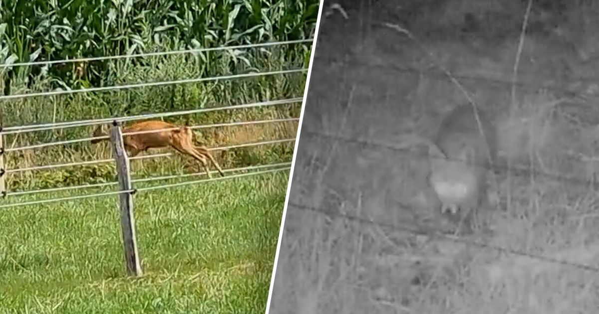 ZIEN | Wilde dieren gaan door wolfwerende rasters - Omroep Gelderland