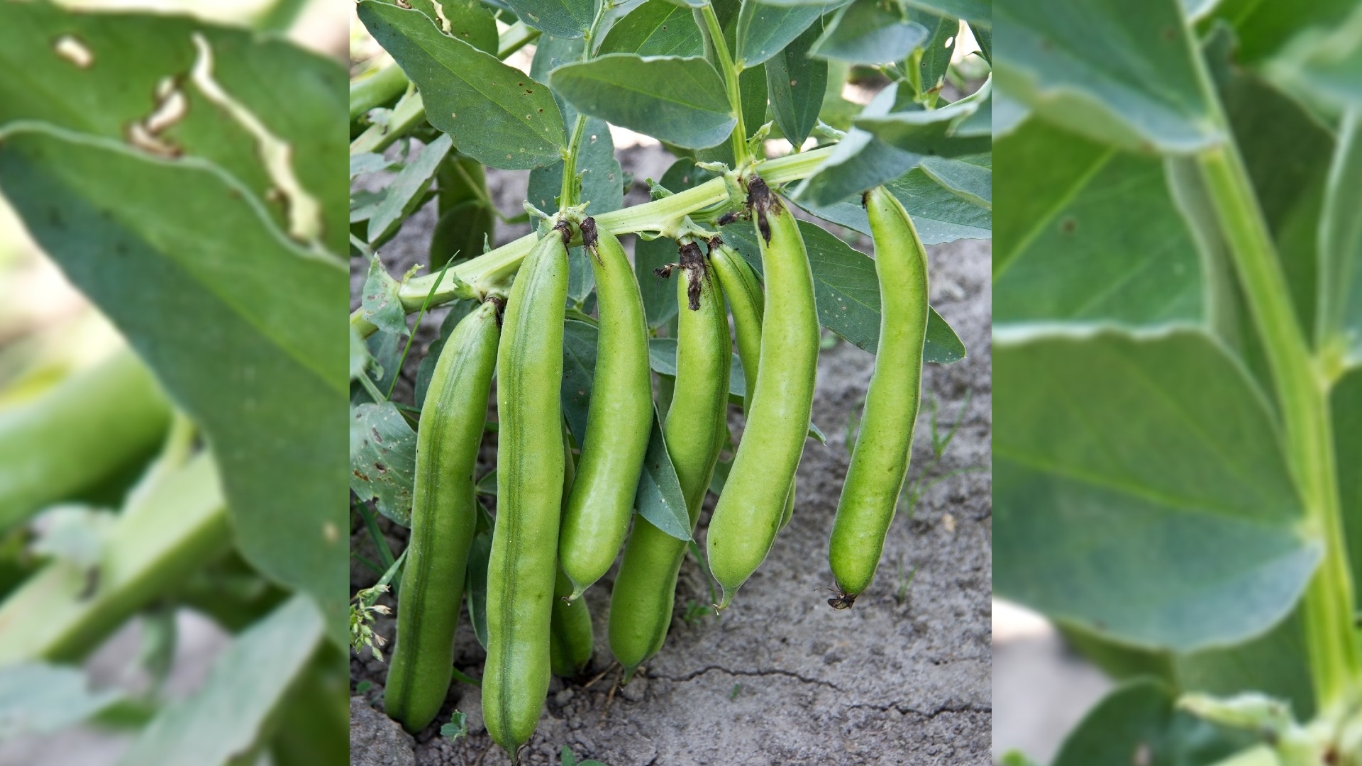 Plannen voor eiwitfabriek van boerencoöperaties krijgen vorm, Groningen ...