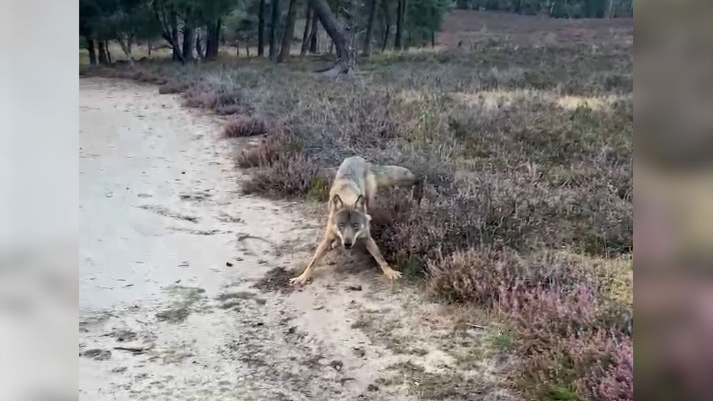 Speelse wolf duikt achter Kevin op: 'Ik keek in zijn gele ogen ...