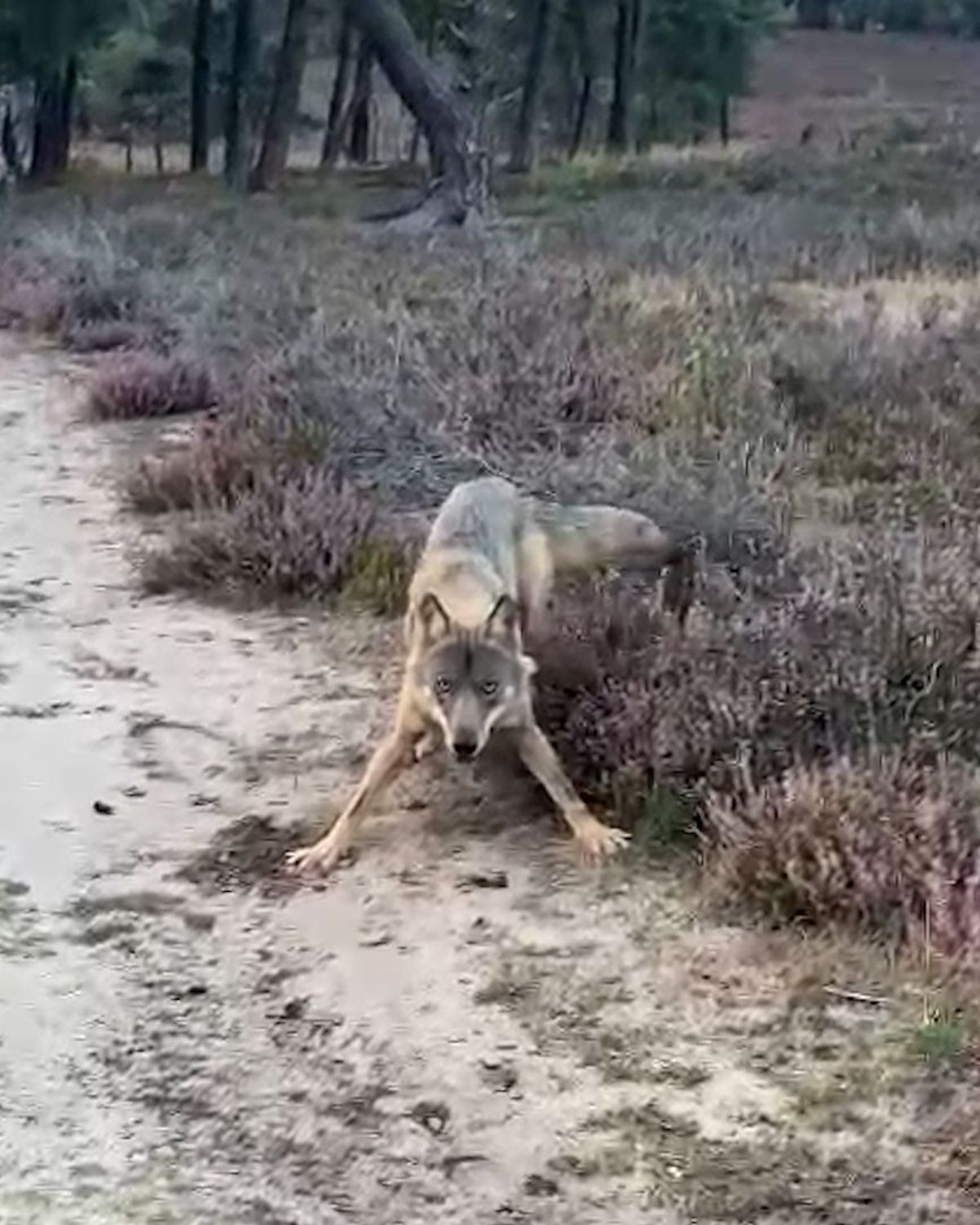 Speelse wolf duikt achter Kevin op: 'Ik keek in zijn gele ogen ...