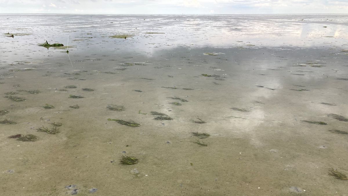 Zeegrasherstel in de Waddenzee gaat goed: ‘Uniek in de wereld’ - RTV Noord