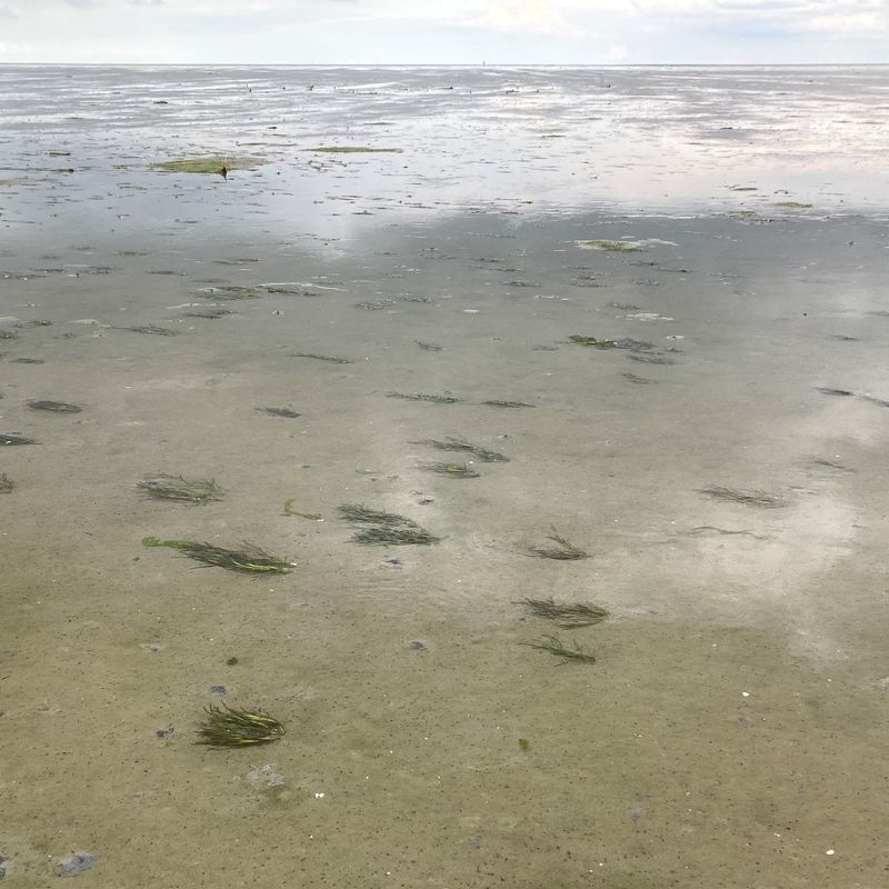 Zeegrasherstel in de Waddenzee gaat goed: ‘Uniek in de wereld’ - RTV Noord