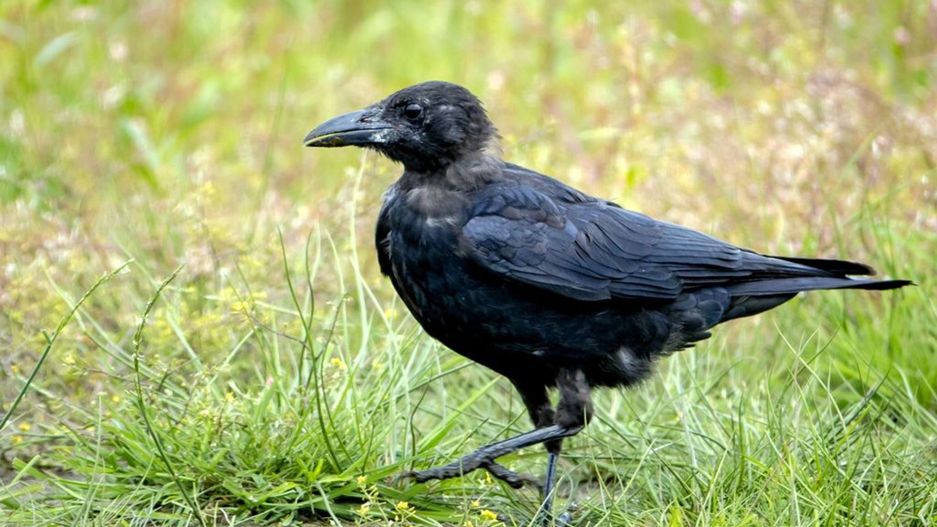 Zo wapen je je tegen agressieve kraaien - Omroep Gelderland