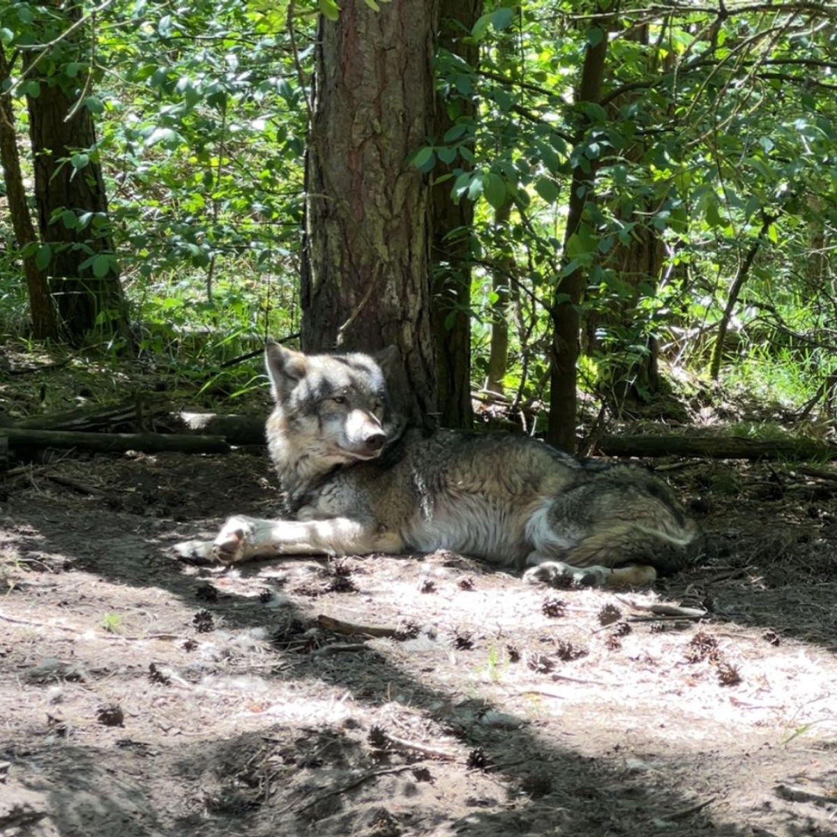 Nederlandse wolf zorgt ook voor verbazing in buitenland: 'Wat is daar ...