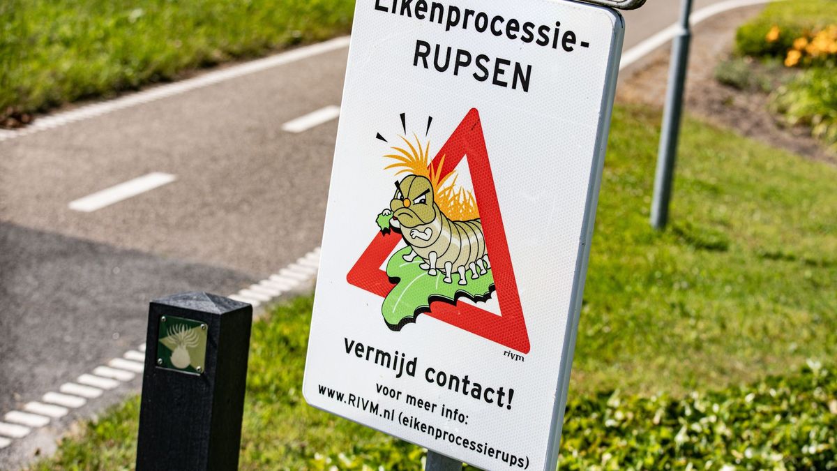 Ook volgend jaar weinig overlast door eikenprocessierups, zeggen de deskundigen - Omroep Gelderland