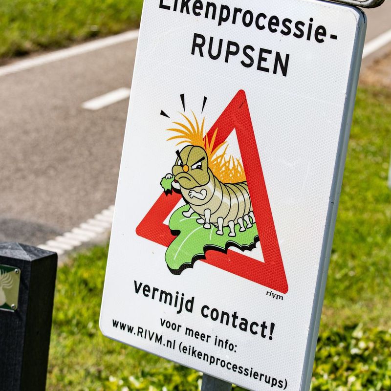 Ook volgend jaar weinig overlast door eikenprocessierups, zeggen de deskundigen - Omroep Gelderland