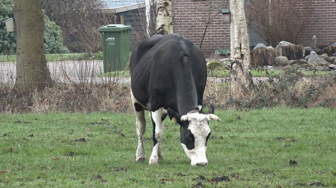 Koeien dansen de wei in tijdens eerste weidegang Fluitenberg - RTV Drenthe