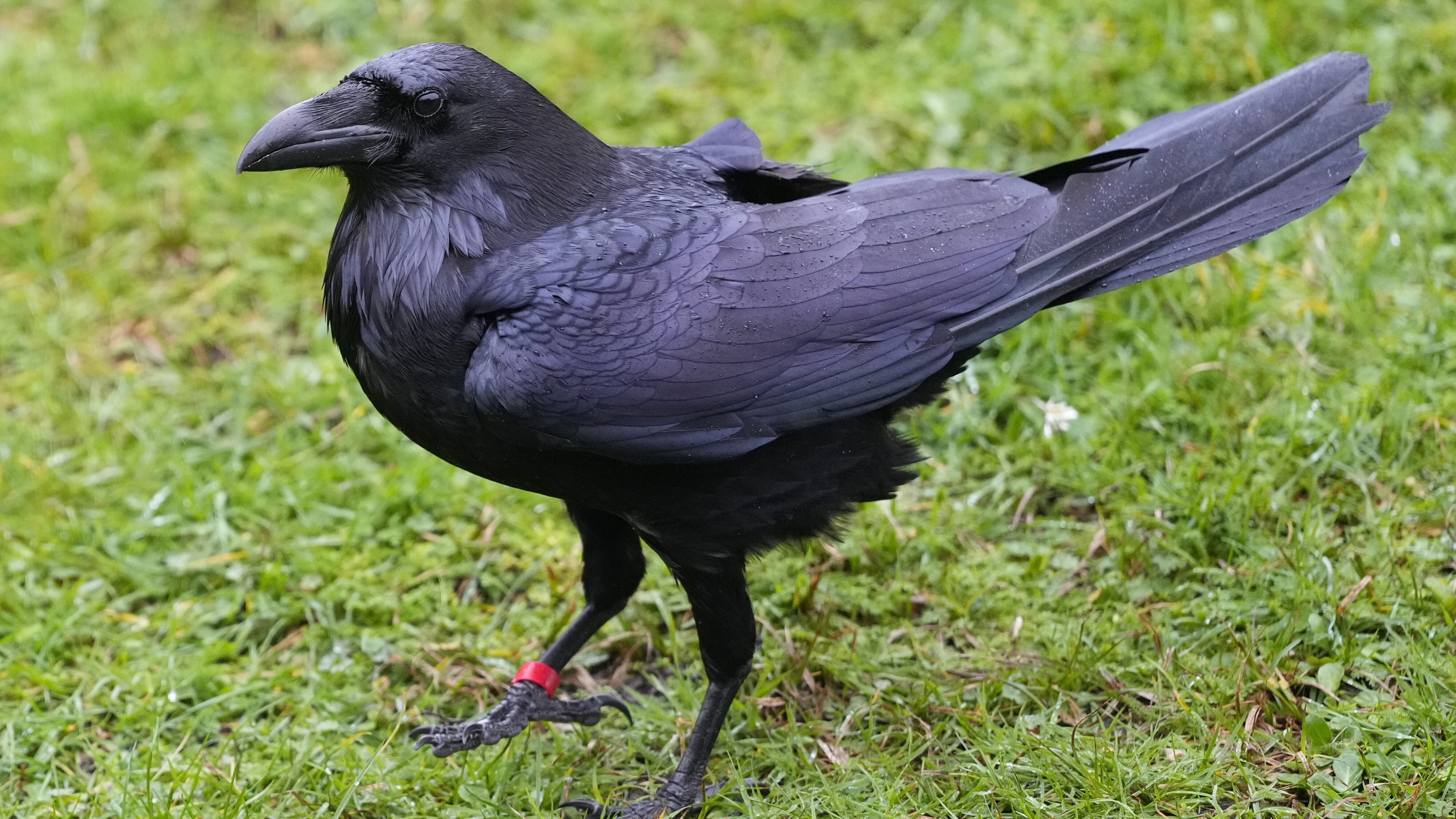 Al die zwarte vogels lijken op elkaar: kraai, raaf, roek of kauw, welke ...