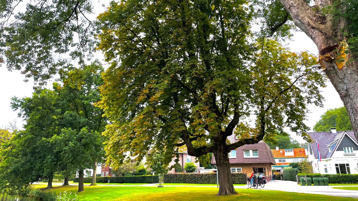 Wordt deze boom in Meppel gekozen tot mooiste van Nederland? - RTV Drenthe