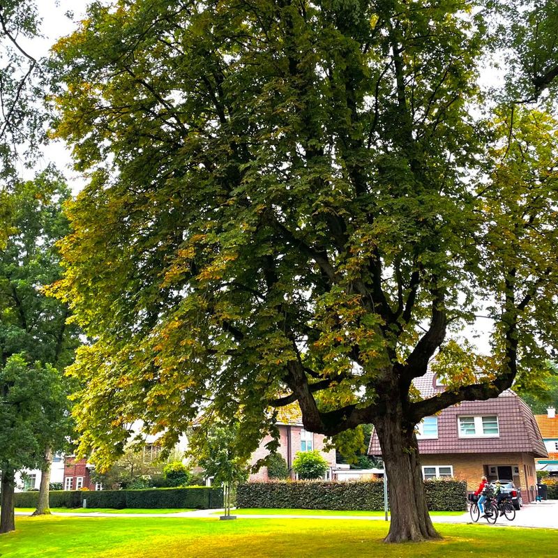 Wordt deze boom in Meppel gekozen tot mooiste van Nederland? - RTV Drenthe