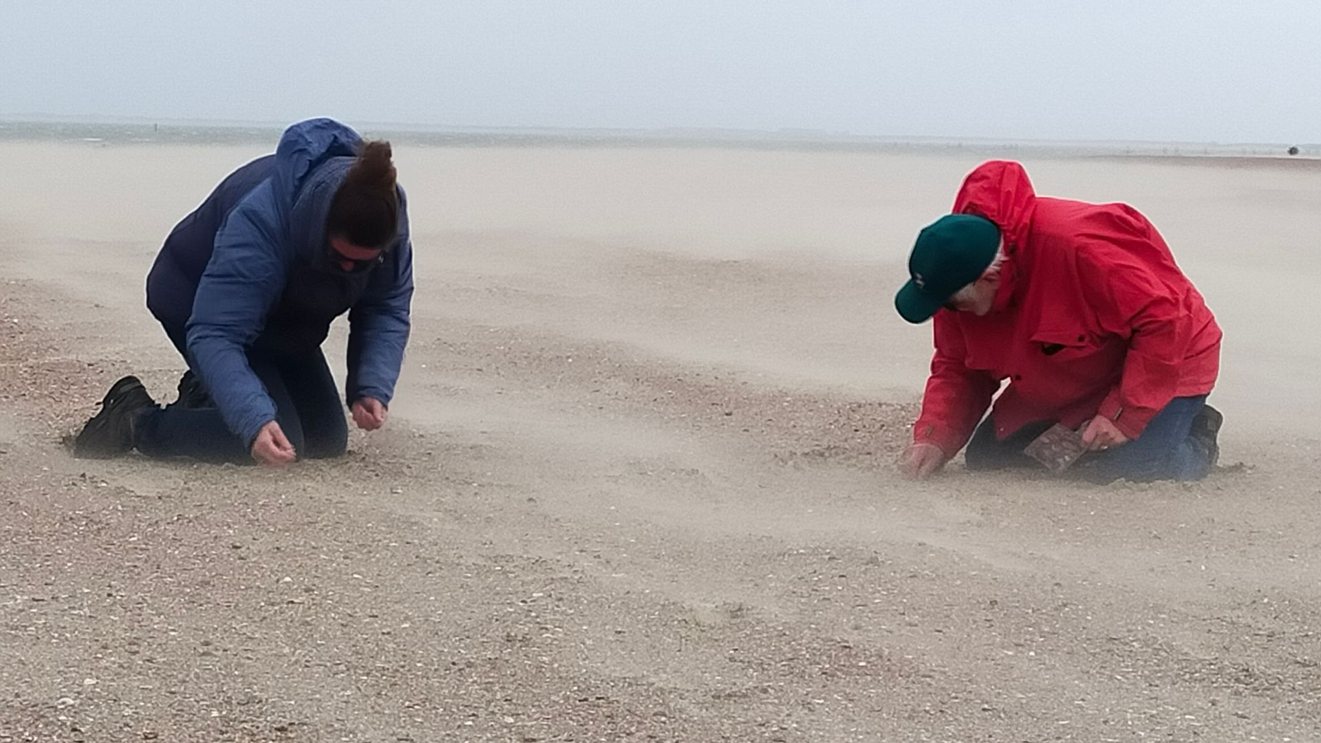 Schelpen geteld op Nederlandse, Belgische en Franse stranden, maar dat ...