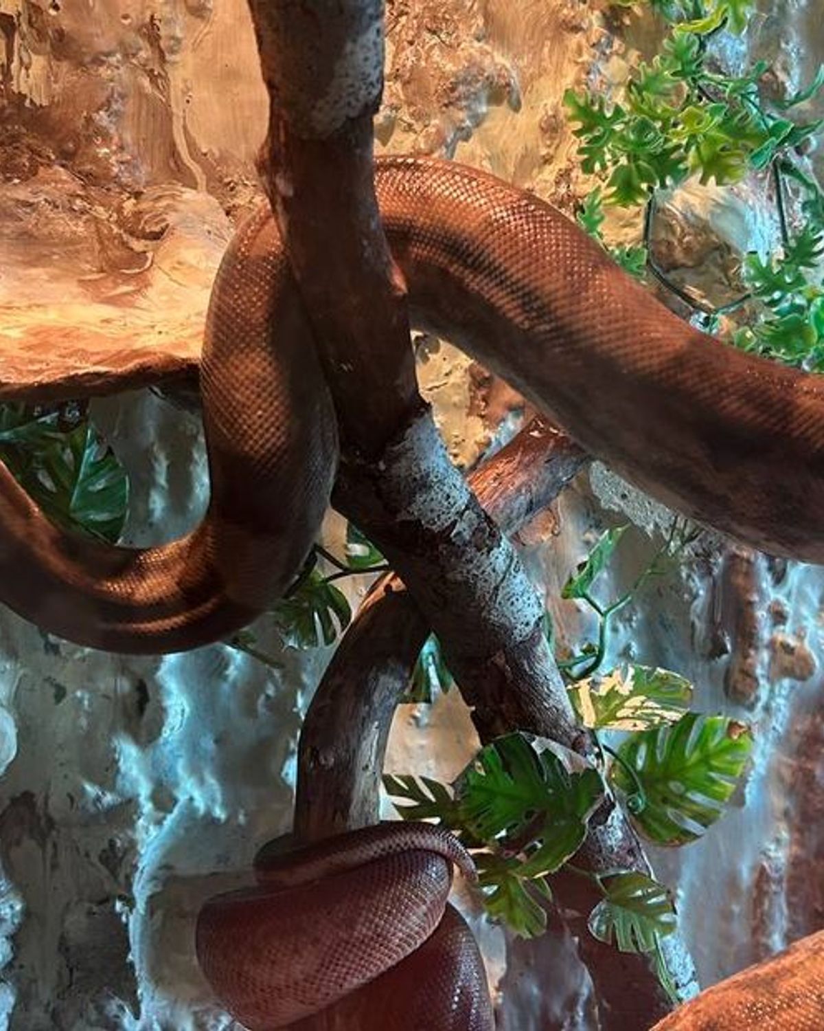 Fries vindt boa constrictor in 'leeg' terrarium: "Hij likte aan mijn ...