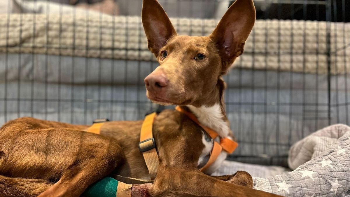 Stichting Dierenwelzijn Walcheren: 'We gaan vechten voor Nablo ...