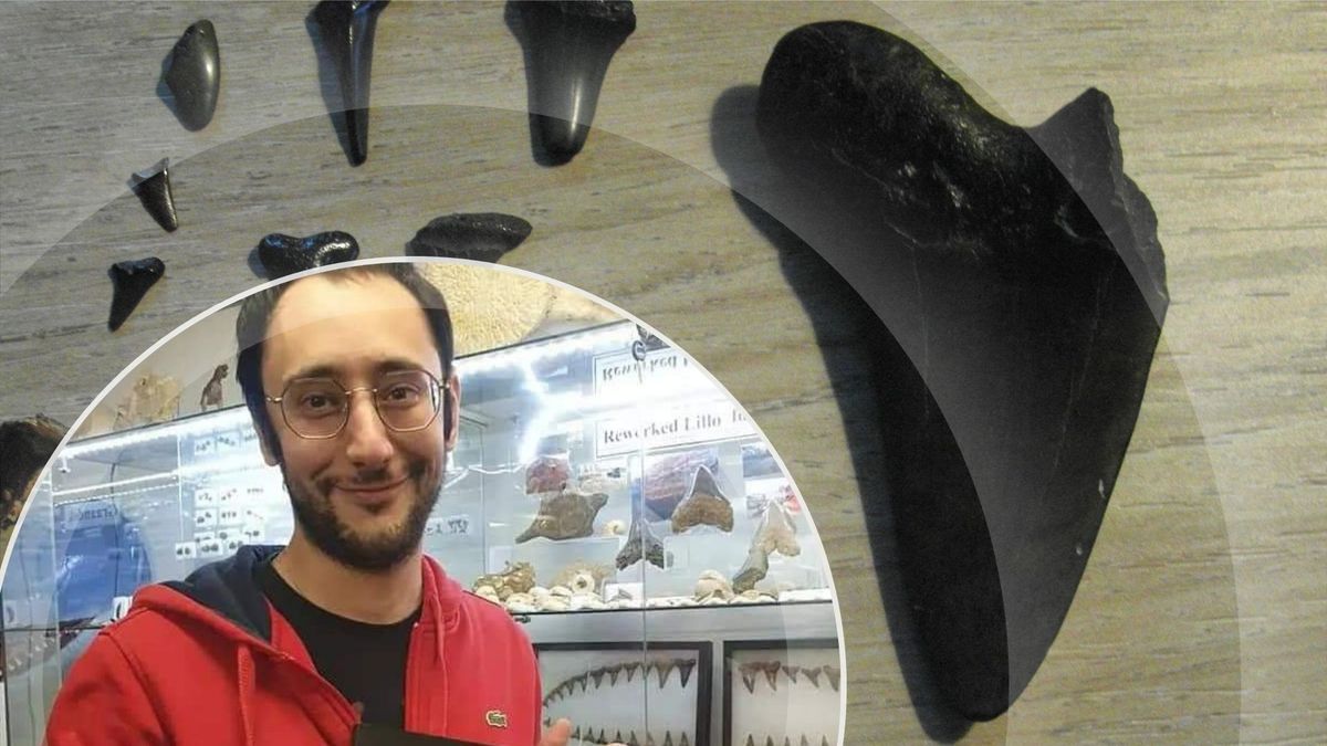 Niet alleen Cadzand, maar vooral Antwerpen is haaientanden-hotspot ...