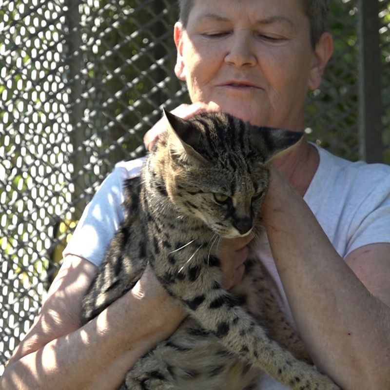 De Serval is een populaire kat, maar volgens velen niet geschikt als ...